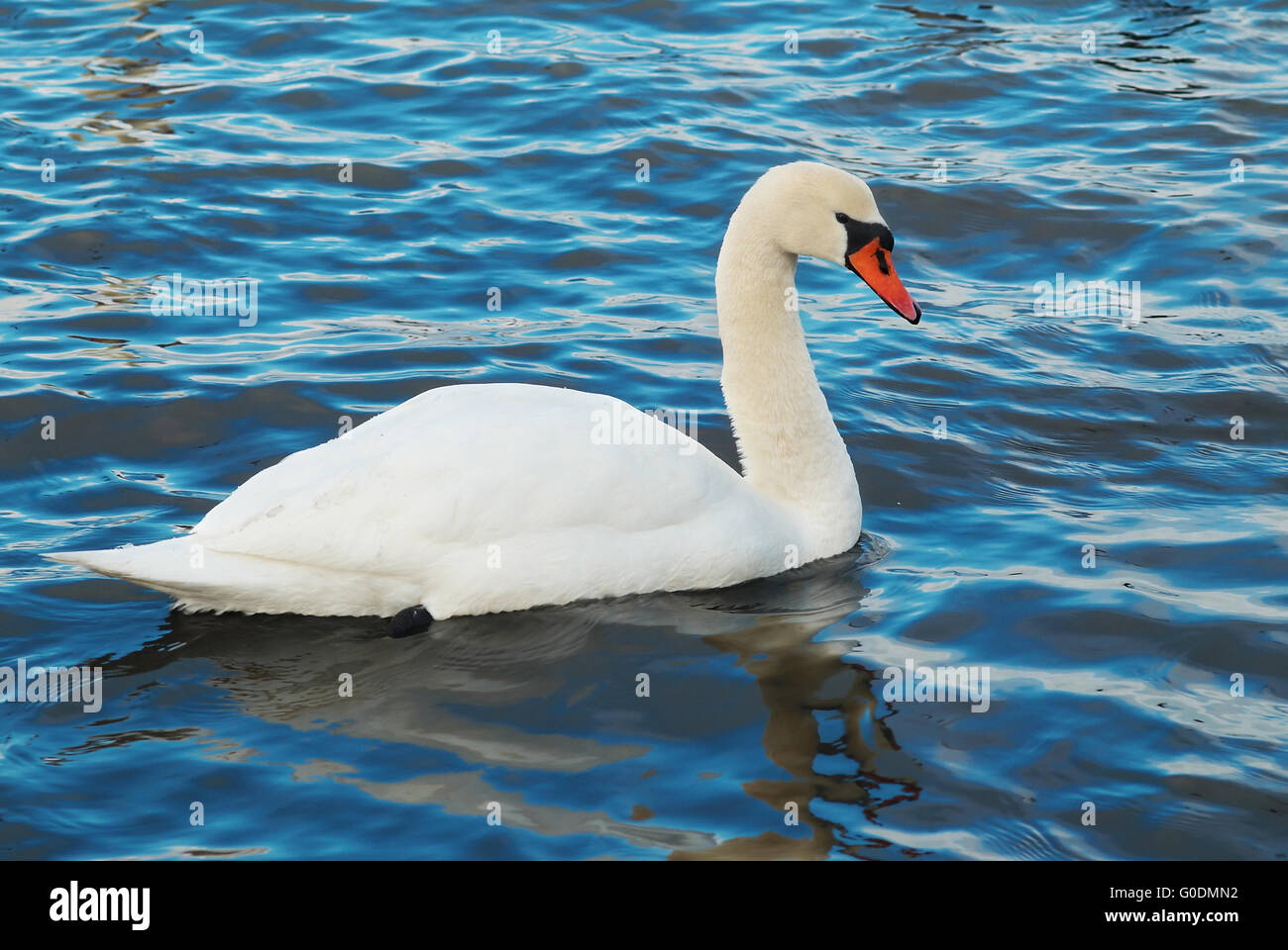Swan shape card hi-res stock photography and images - Alamy