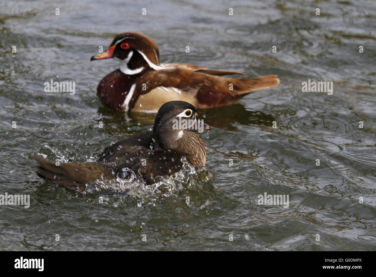 Acorn Water High Resolution Stock Photography and Images - Alamy