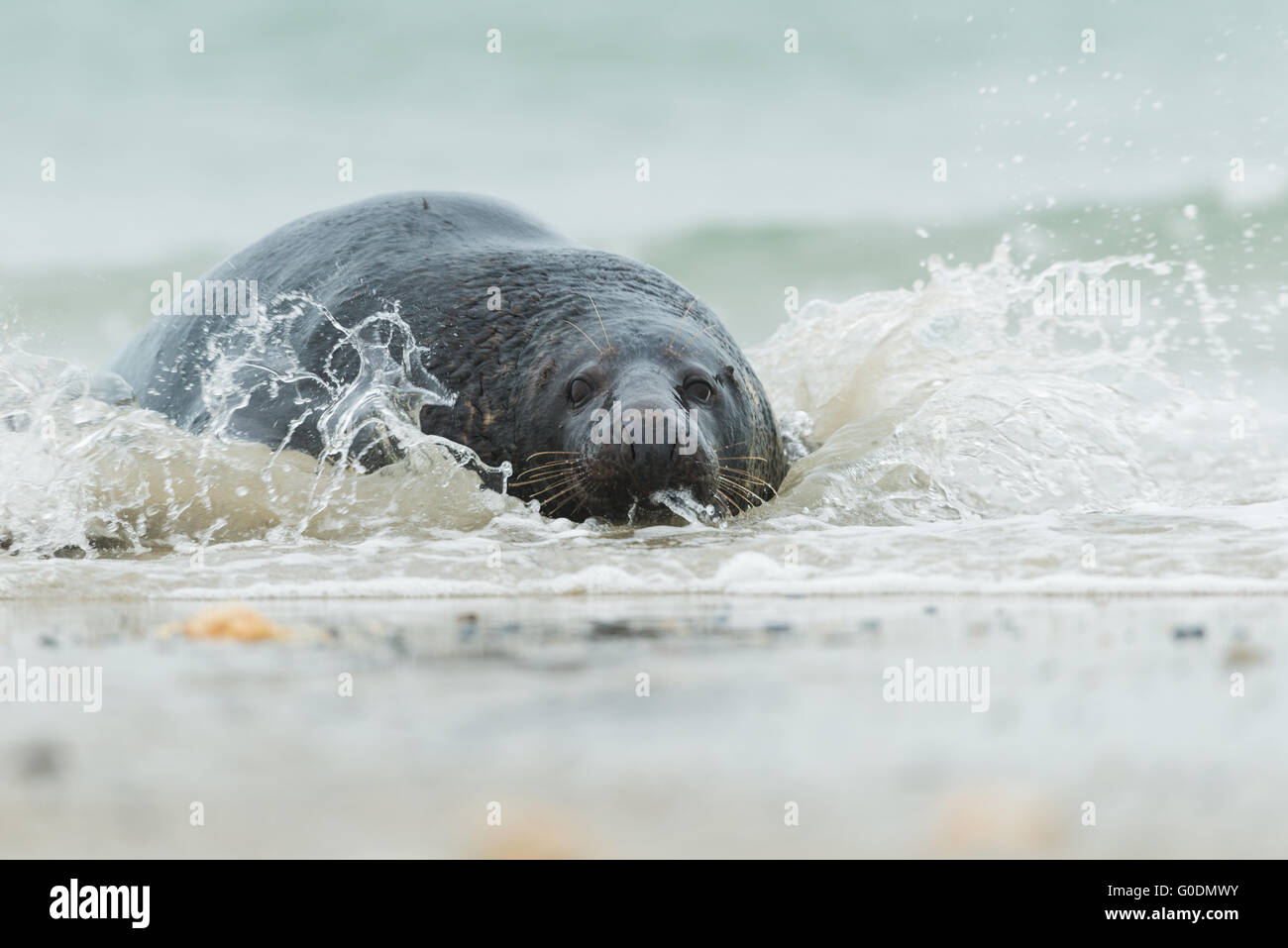 Grea seal in Germany Stock Photo - Alamy