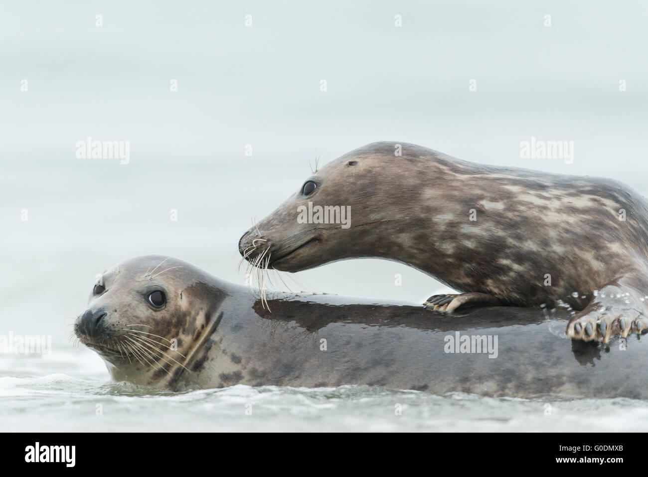 Baltic seals hi-res stock photography and images - Alamy