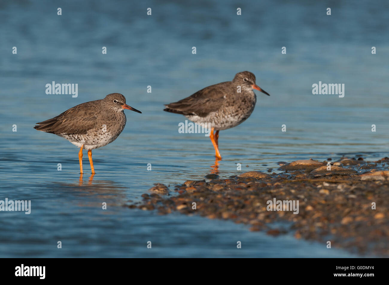 Pair of redshanks hi-res stock photography and images - Alamy