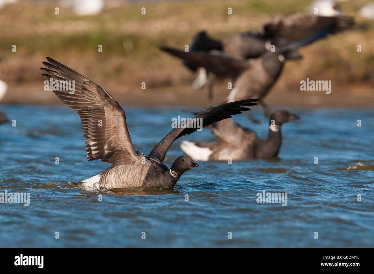 Goose Jumping High Resolution Stock Photography and Images - Alamy