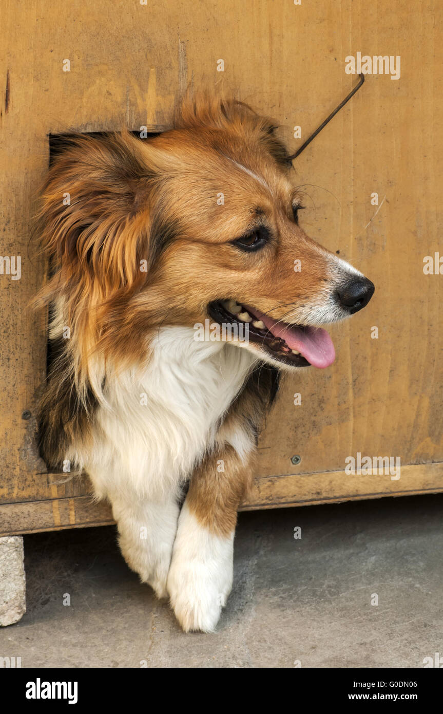 Mixed breed dog head Stock Photo - Alamy
