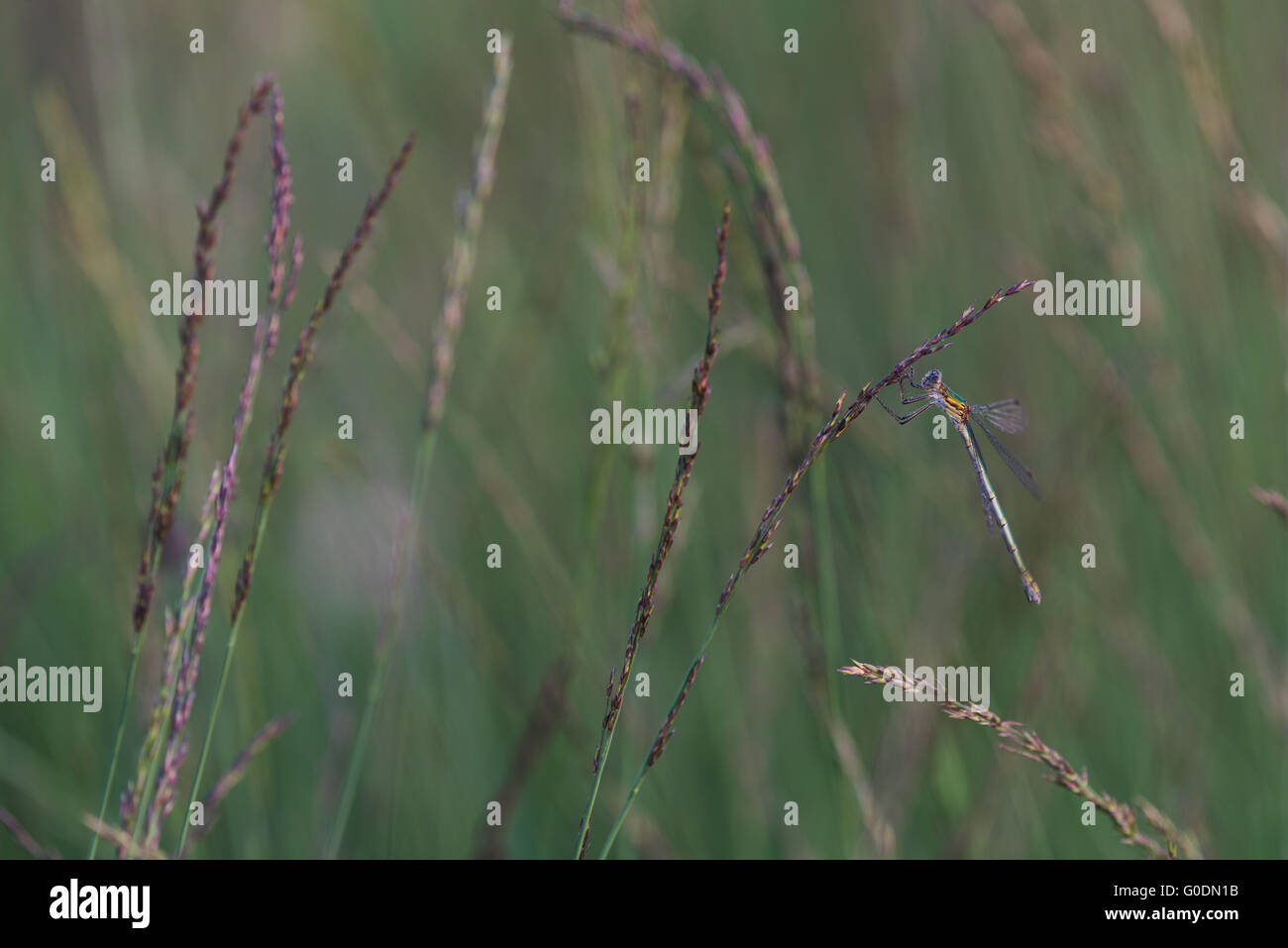 Coenagrion in a German marsh Stock Photo - Alamy