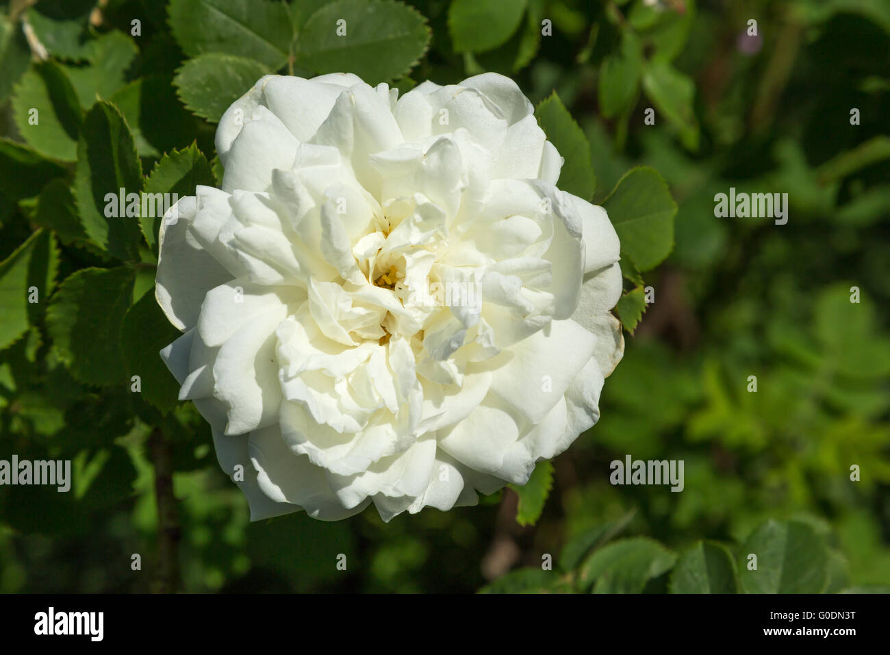 White peasant Rose Stock Photo - Alamy