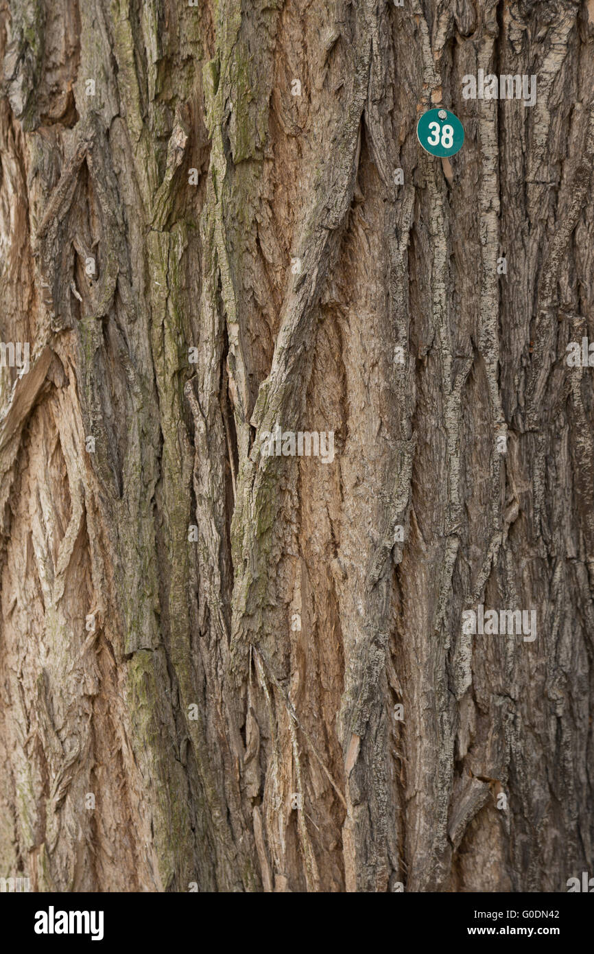Tree Number 38 Stock Photo Alamy tree-number-38-stock-photo-alamy