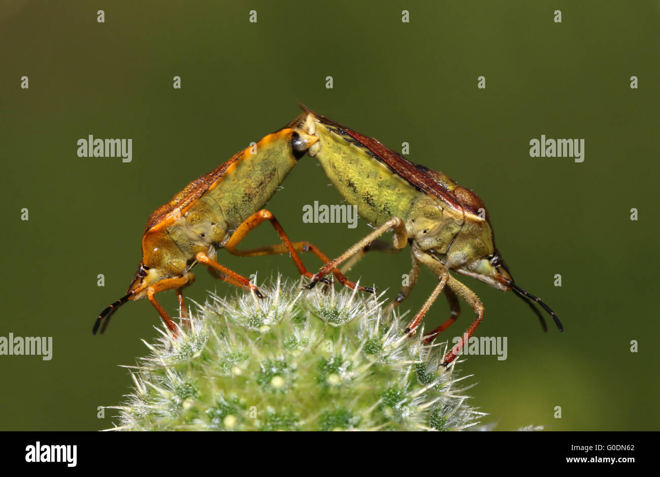 Wanzenpaarung hi-res stock photography and images - Alamy