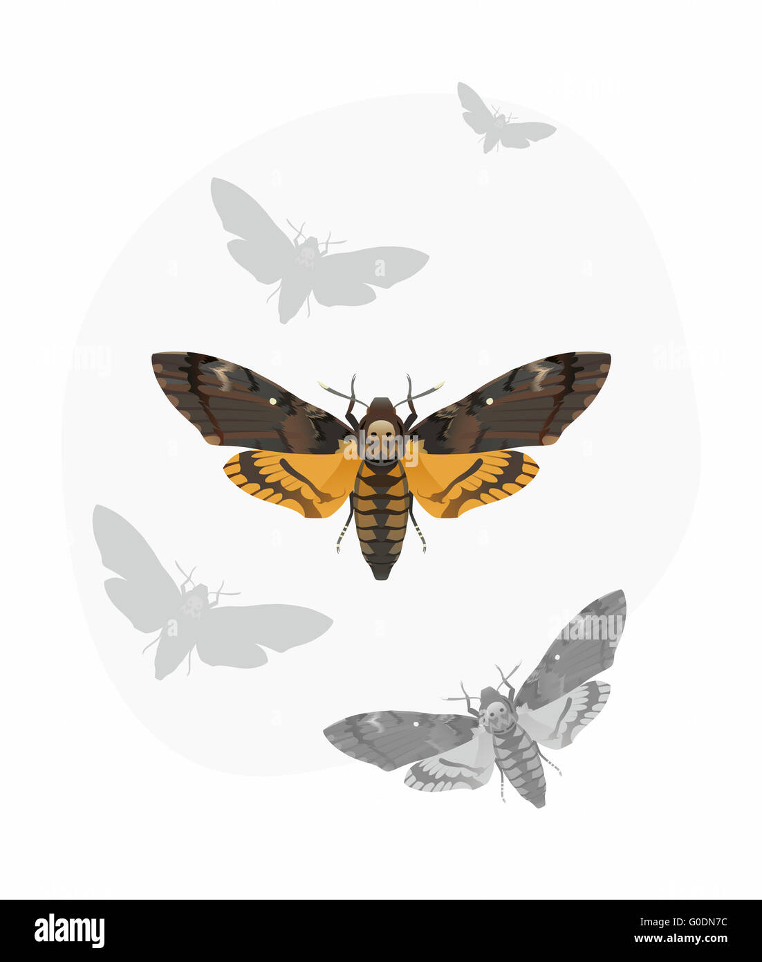 Death's-head Hawk moth (Acherontia Atropos Stock Photo - Alamy