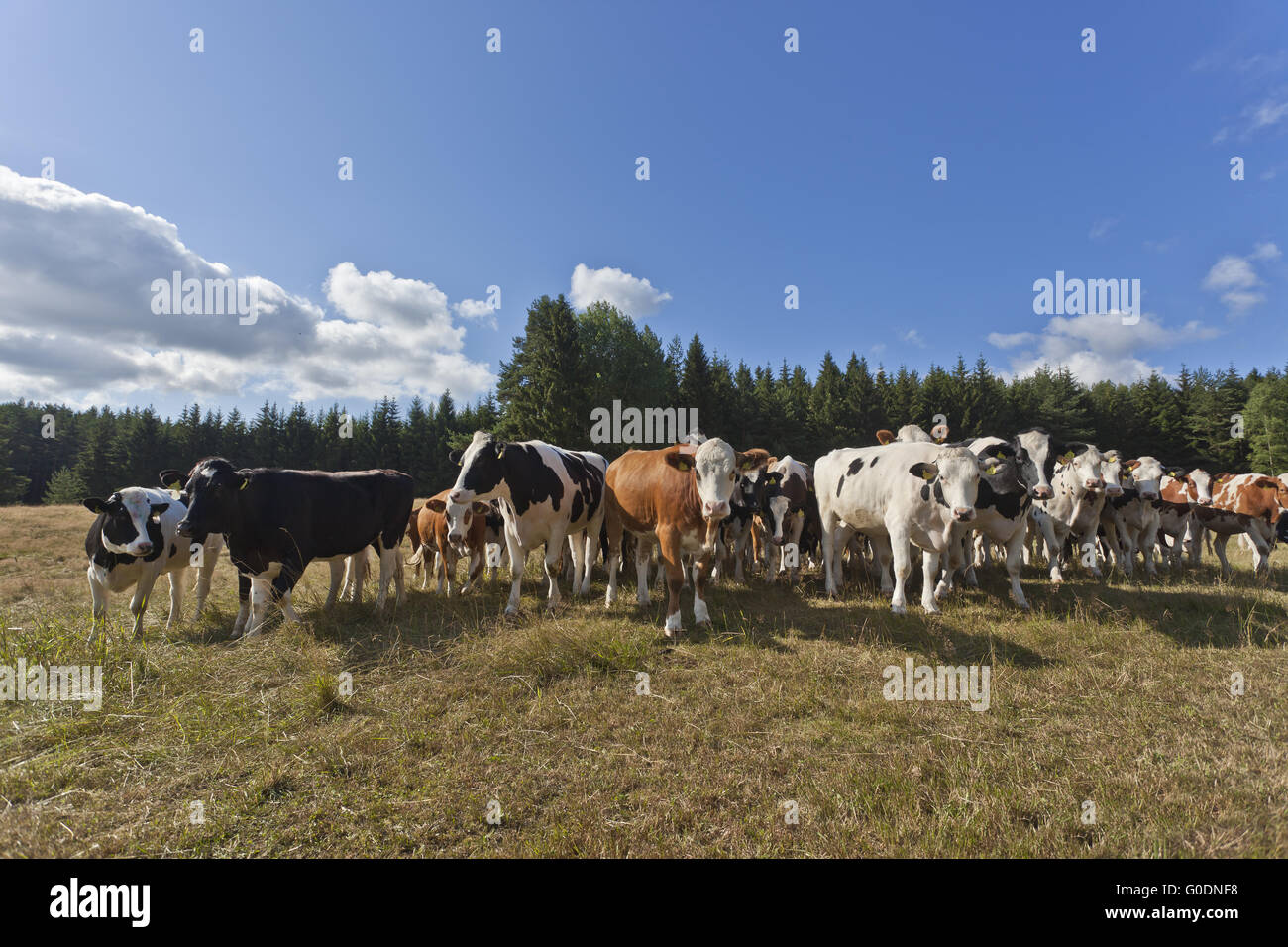 cow herd Stock Photo - Alamy