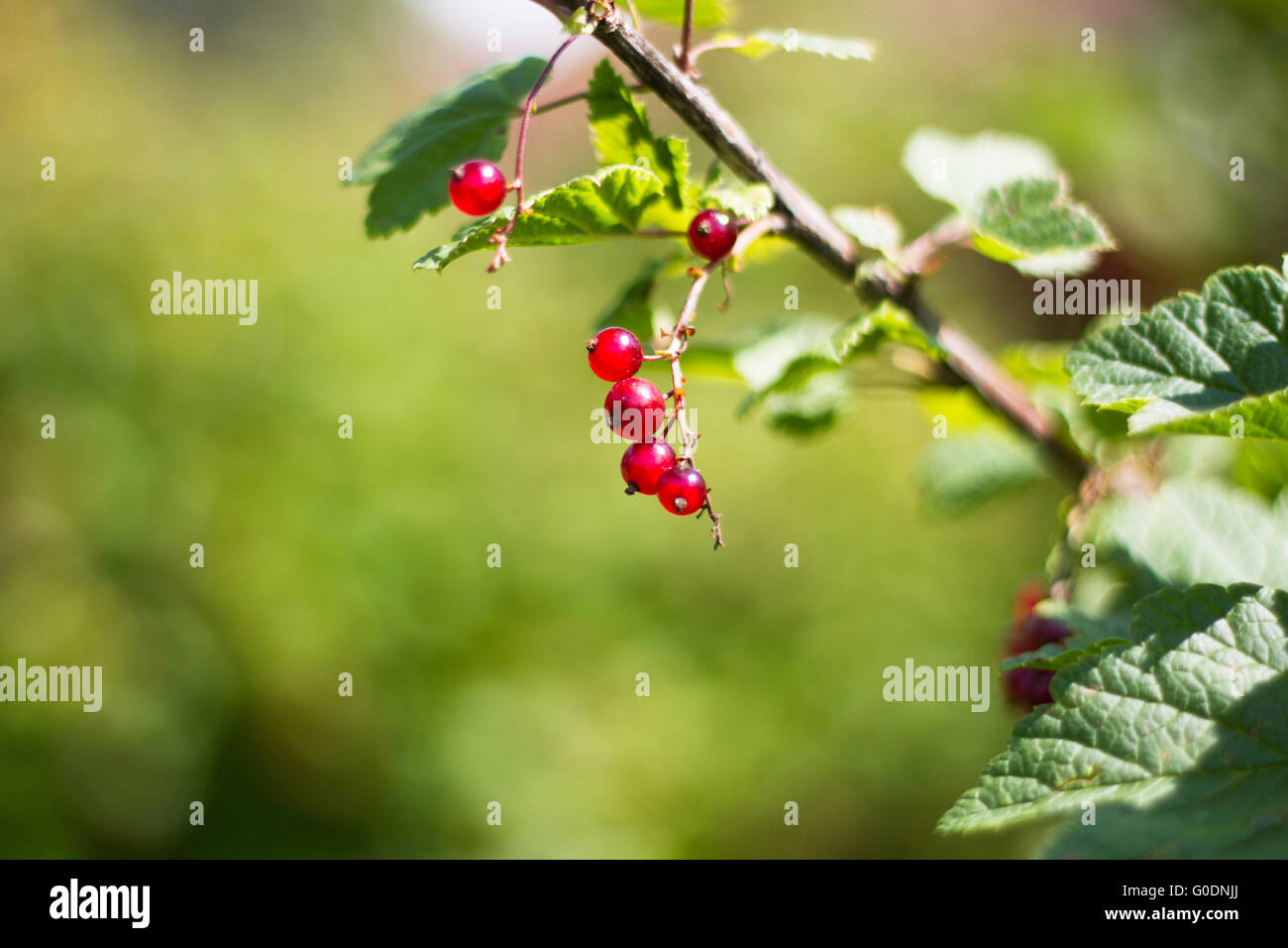 Red currant berries on a Bush farm vegetable garden Stock Photo - Alamy