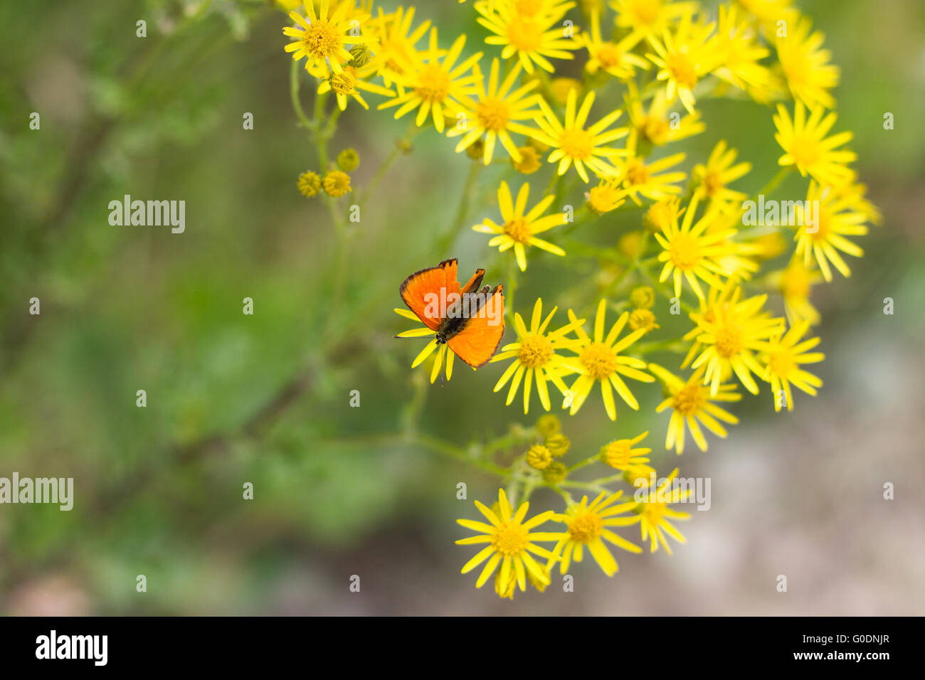 Small orange butterfly on yellow flower field Stock Photo - Alamy
