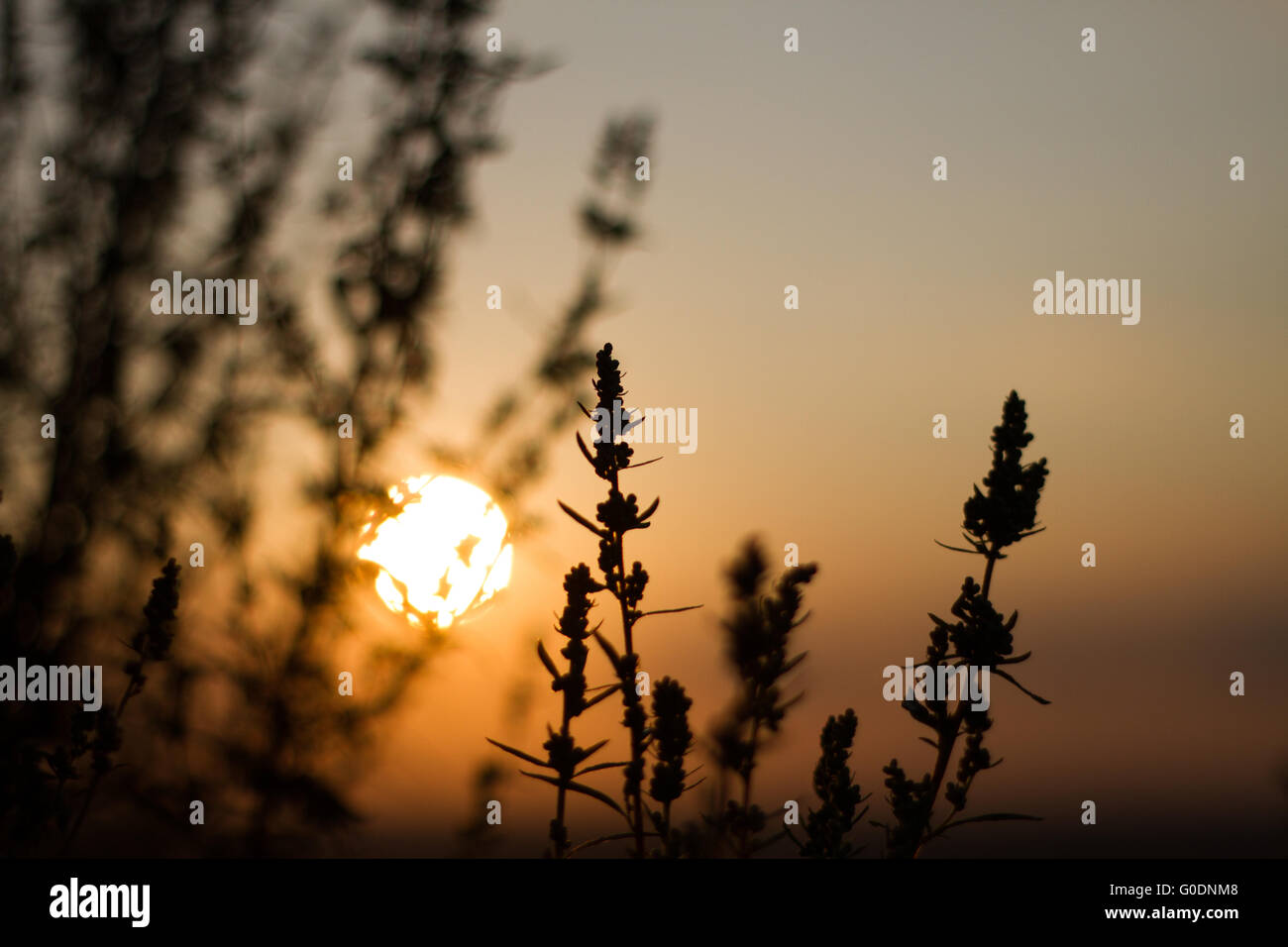 Sepia Effect High Resolution Stock Photography and Images - Alamy