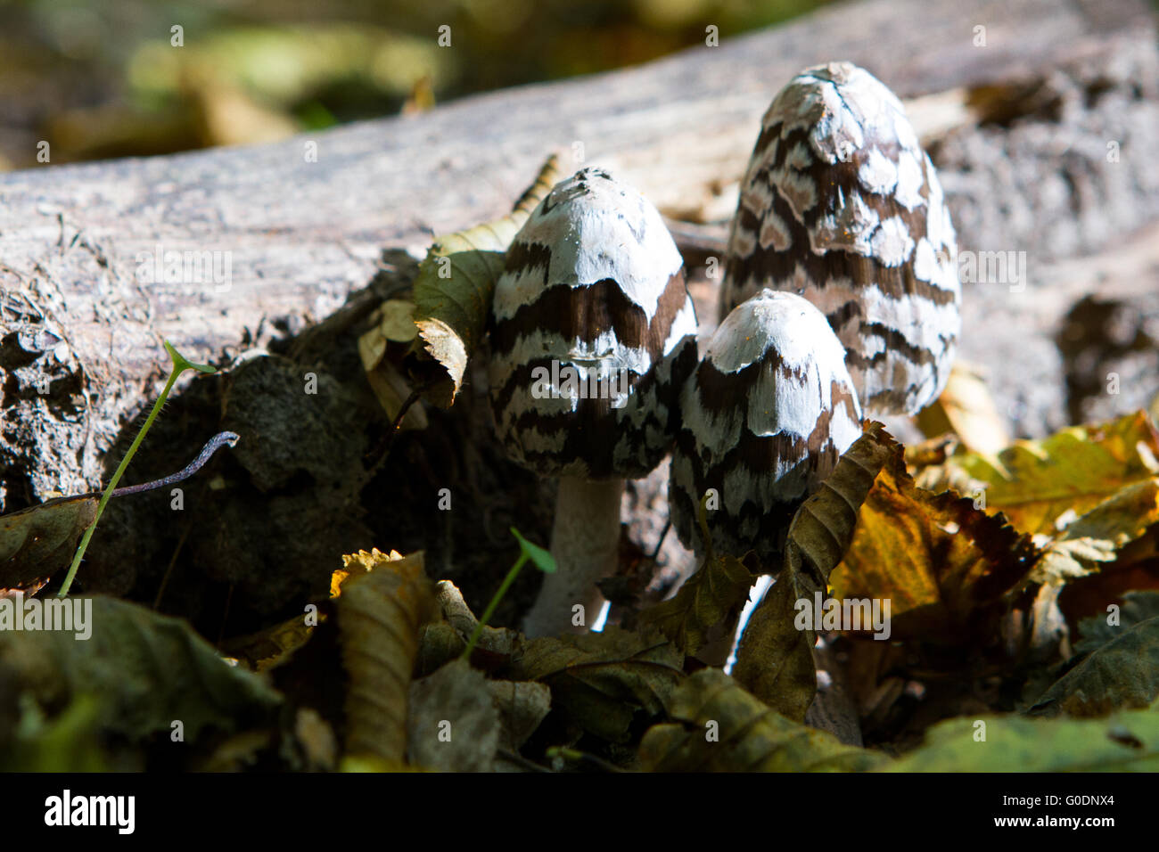 Mushroom a toadstool Stock Photo - Alamy