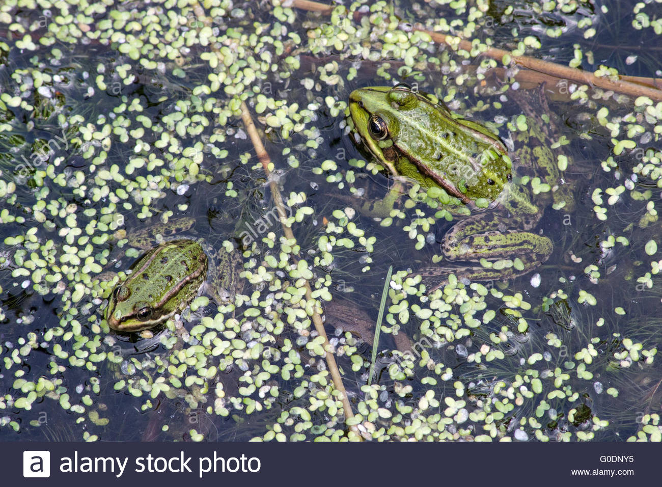 Credits Stock Photos & Credits Stock Images - Alamy