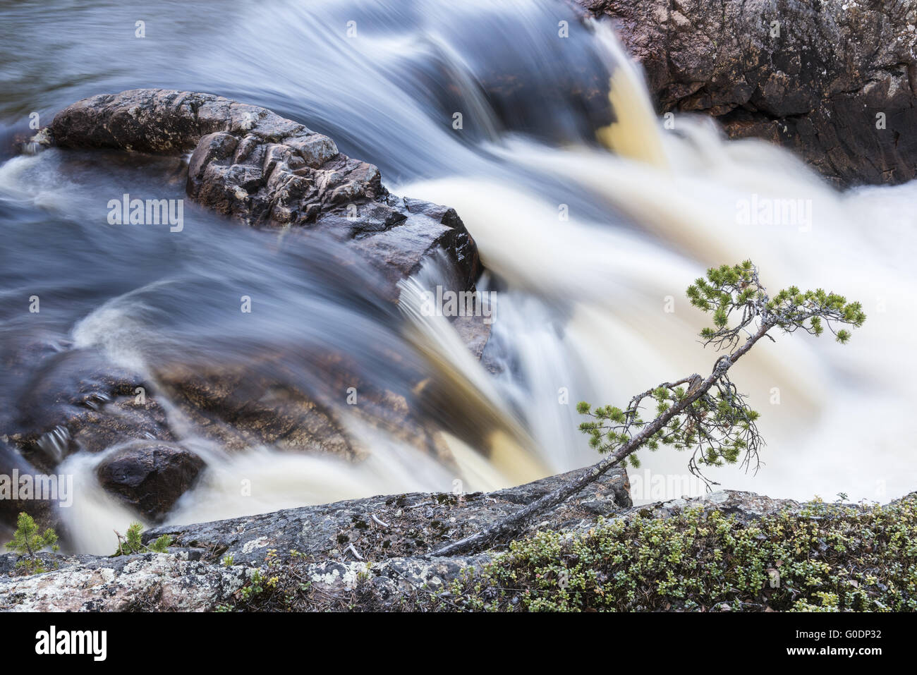 rapids in a stream, Lapland, Sweden Stock Photo - Alamy