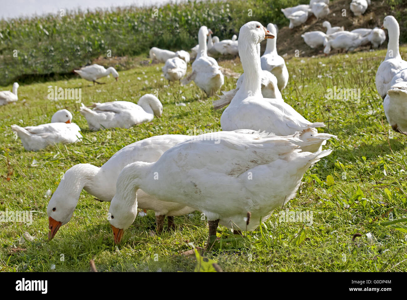 Goose running free outside Stock Photo - Alamy