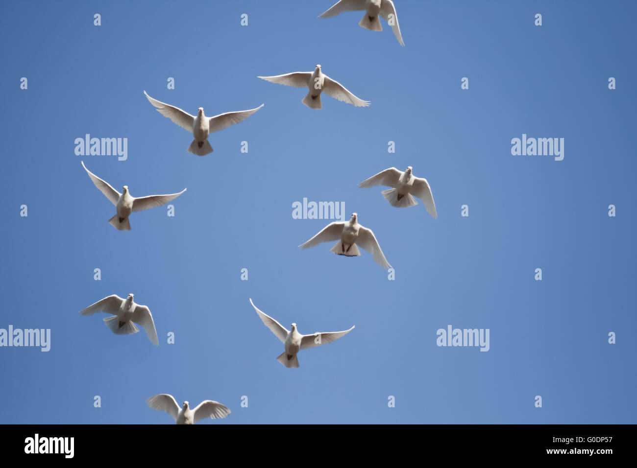 White Doves Flying on blue sky Stock Photo - Alamy
