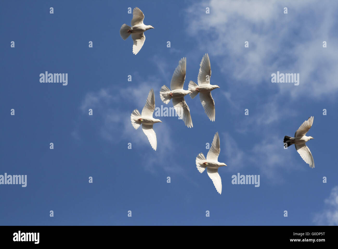 White Doves Flying Stock Photo - Alamy
