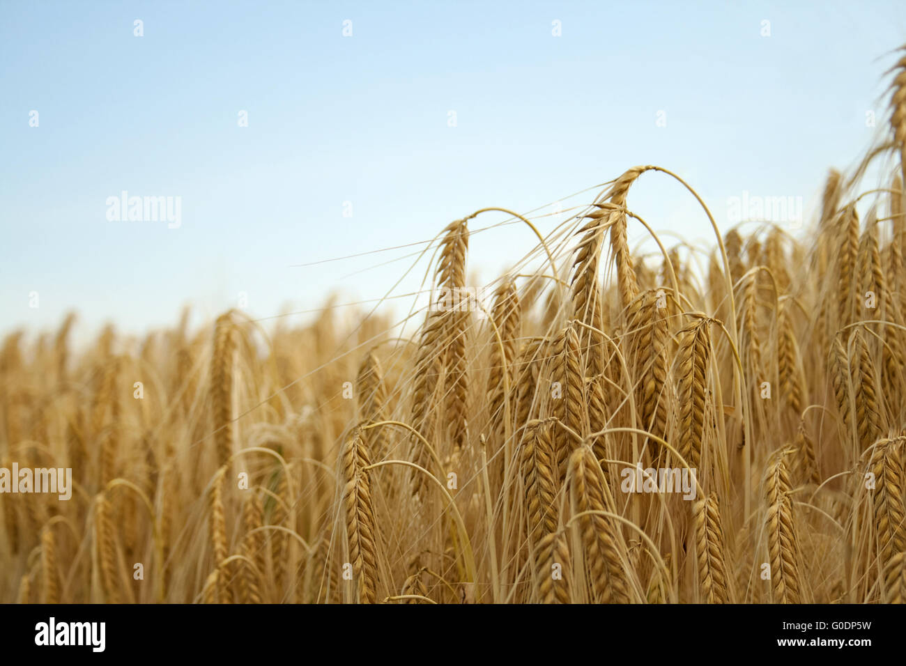cornfield close up Stock Photo - Alamy
