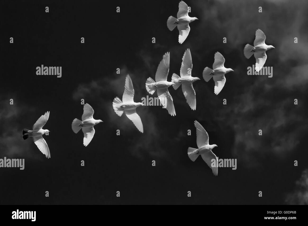 White Doves Flying Stock Photo - Alamy