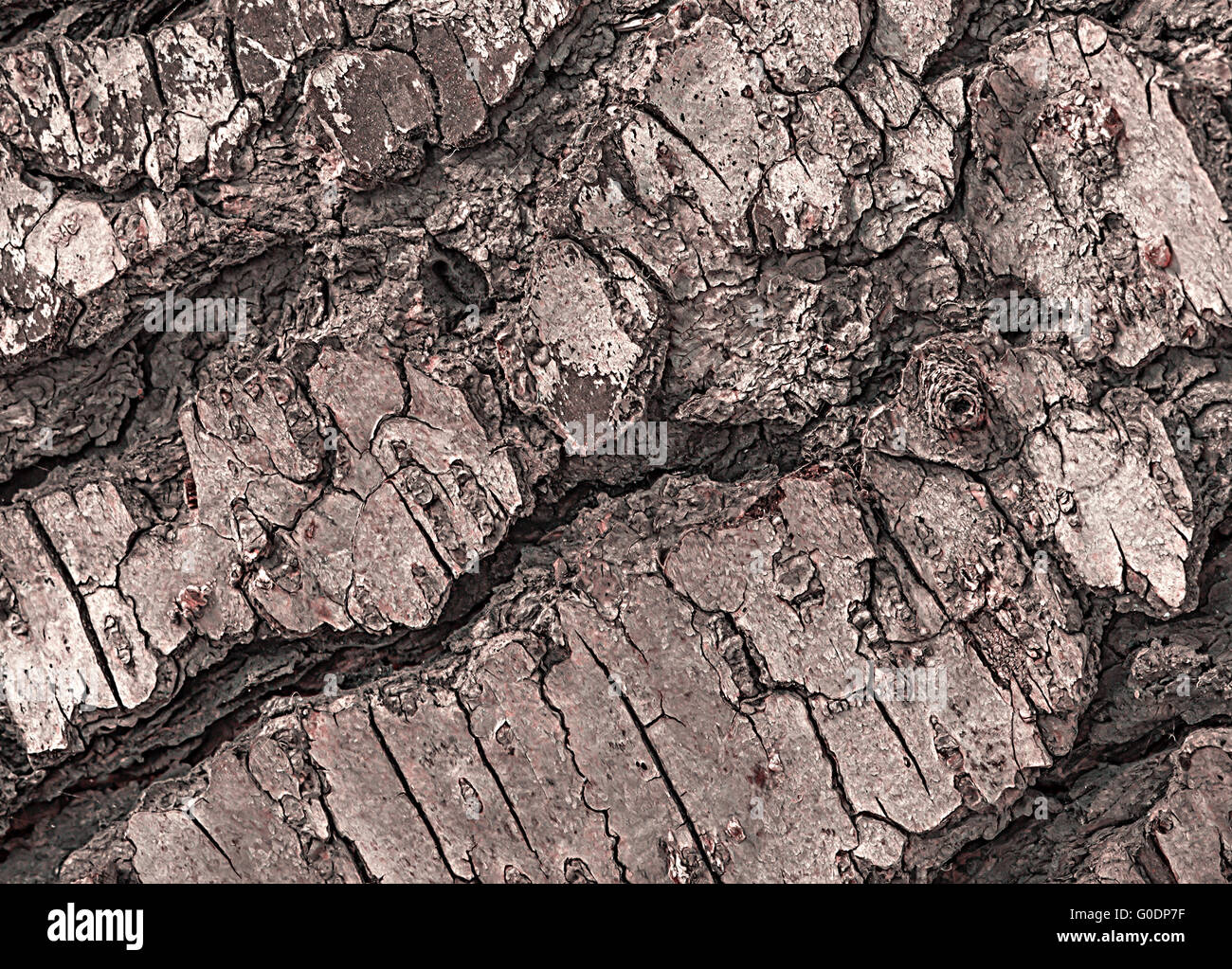 Fossil tree bark hi-res stock photography and images - Alamy
