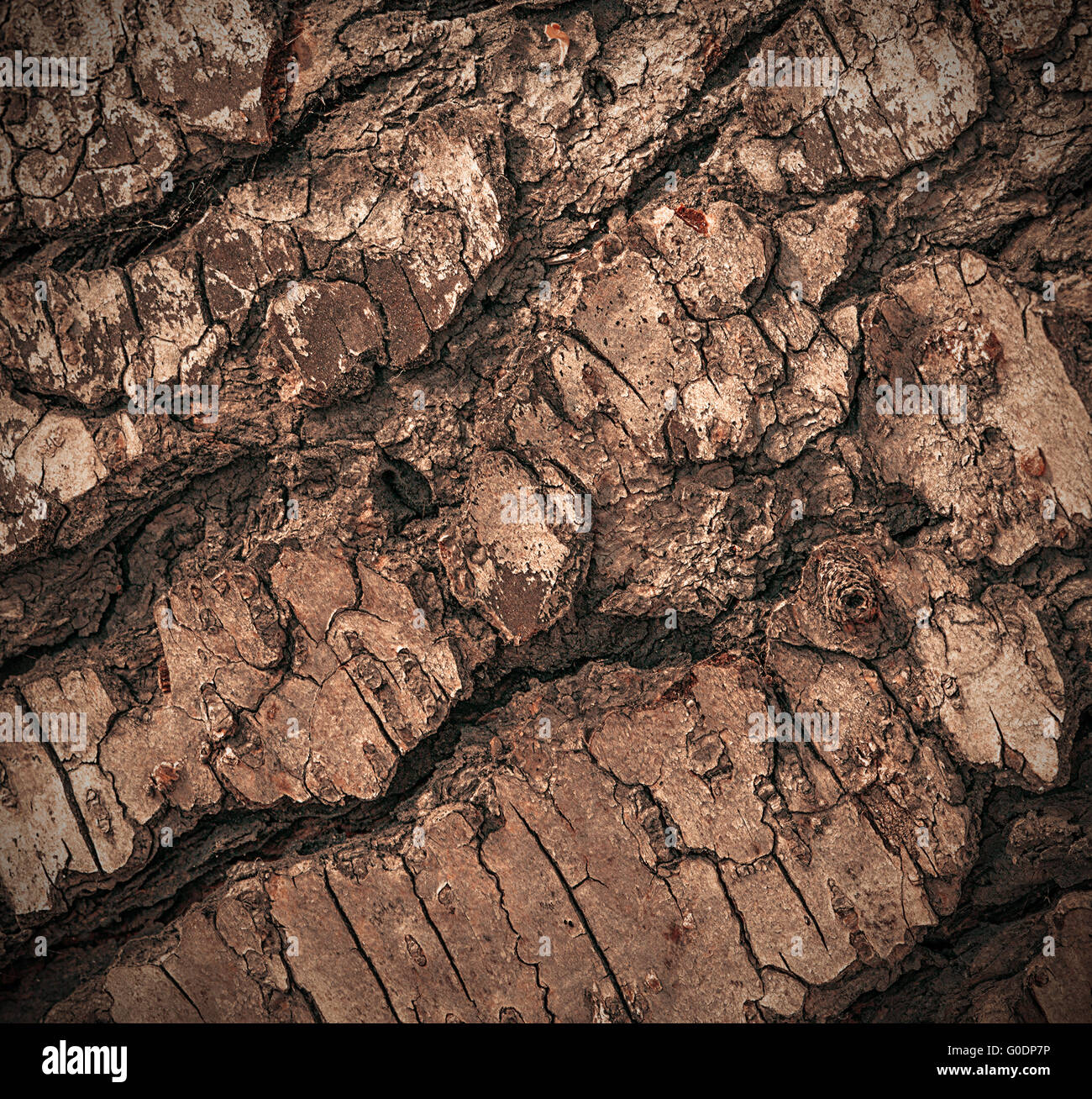 Lump of trees hi-res stock photography and images - Alamy