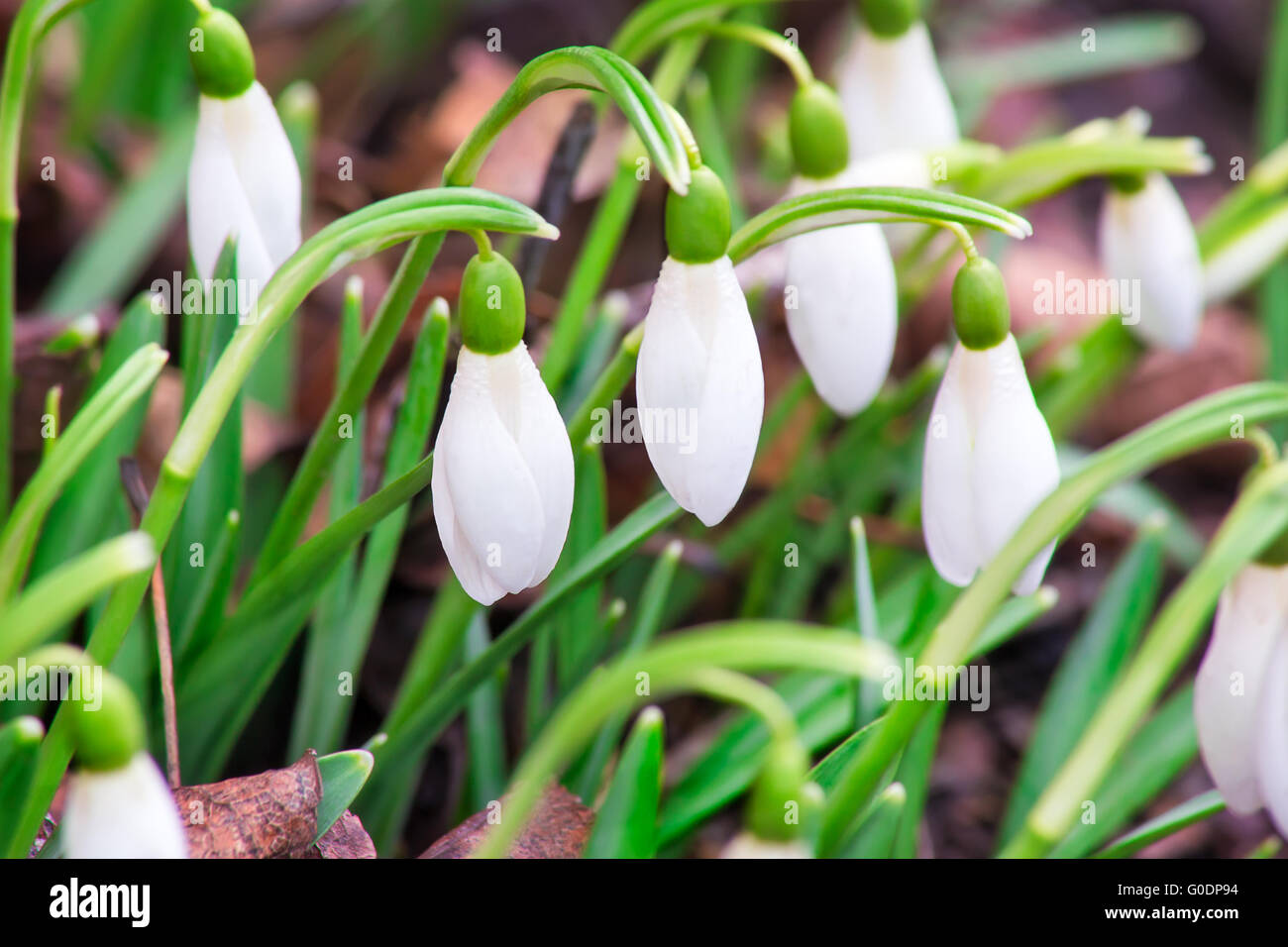 Snowdrops - the first spring flowers Stock Photo - Alamy