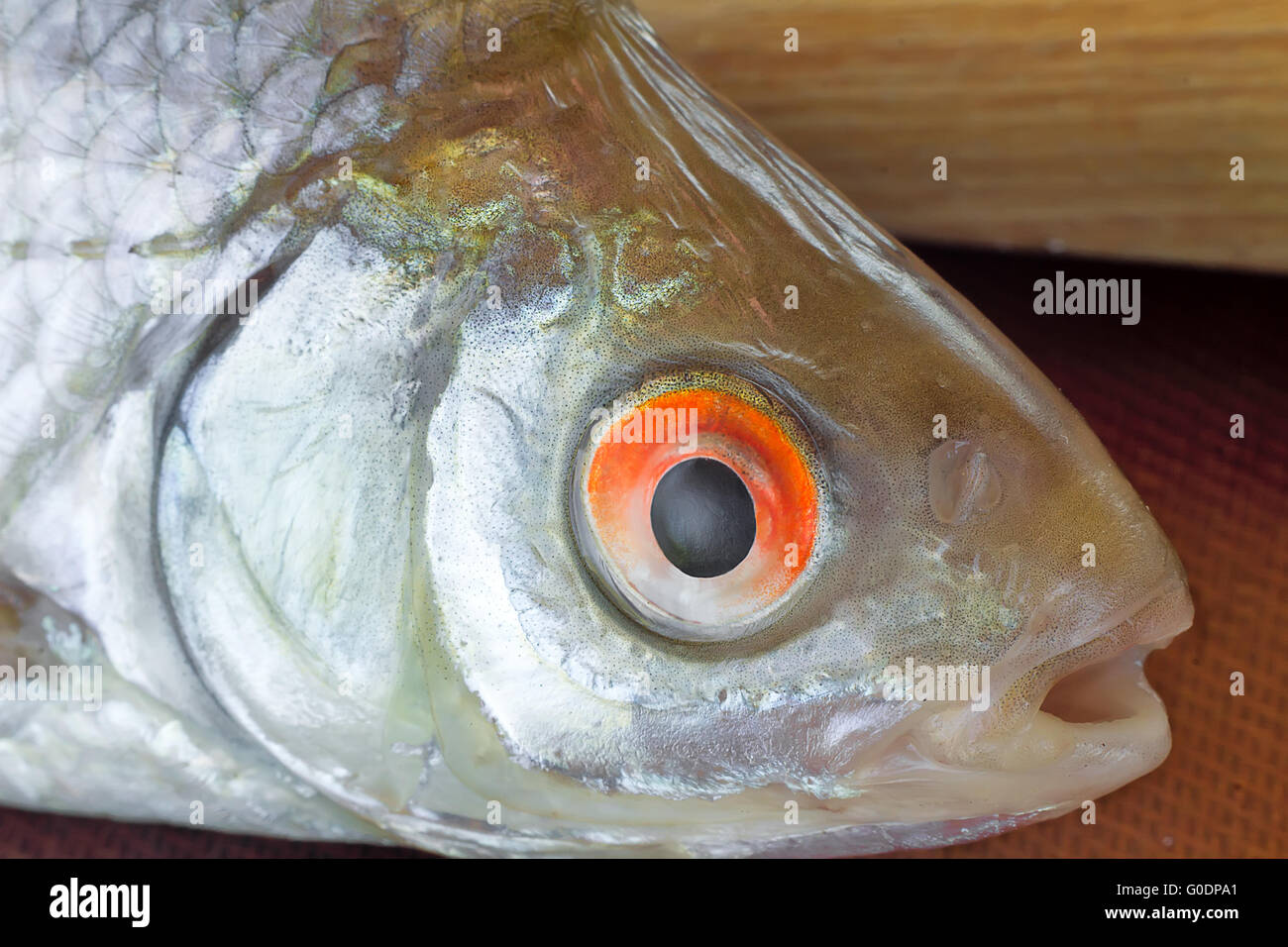 Small river fish hi-res stock photography and images - Alamy