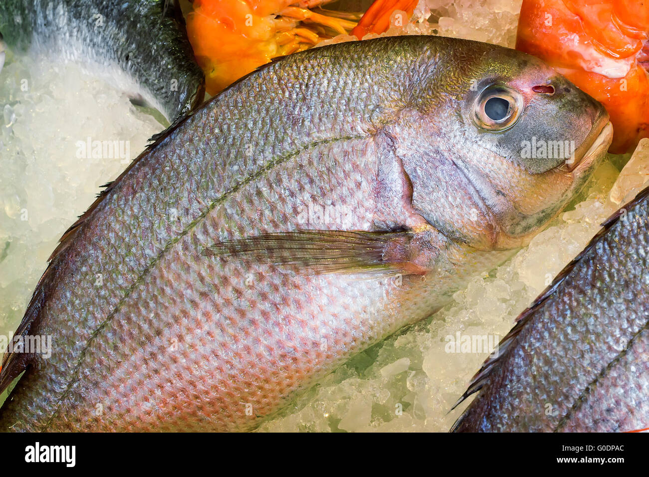 Large Mediterranean fish caught on the island of C Stock Photo - Alamy