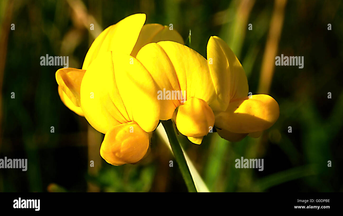 The original wild flower burning yellow color Lótus corniculátusю,genus ...