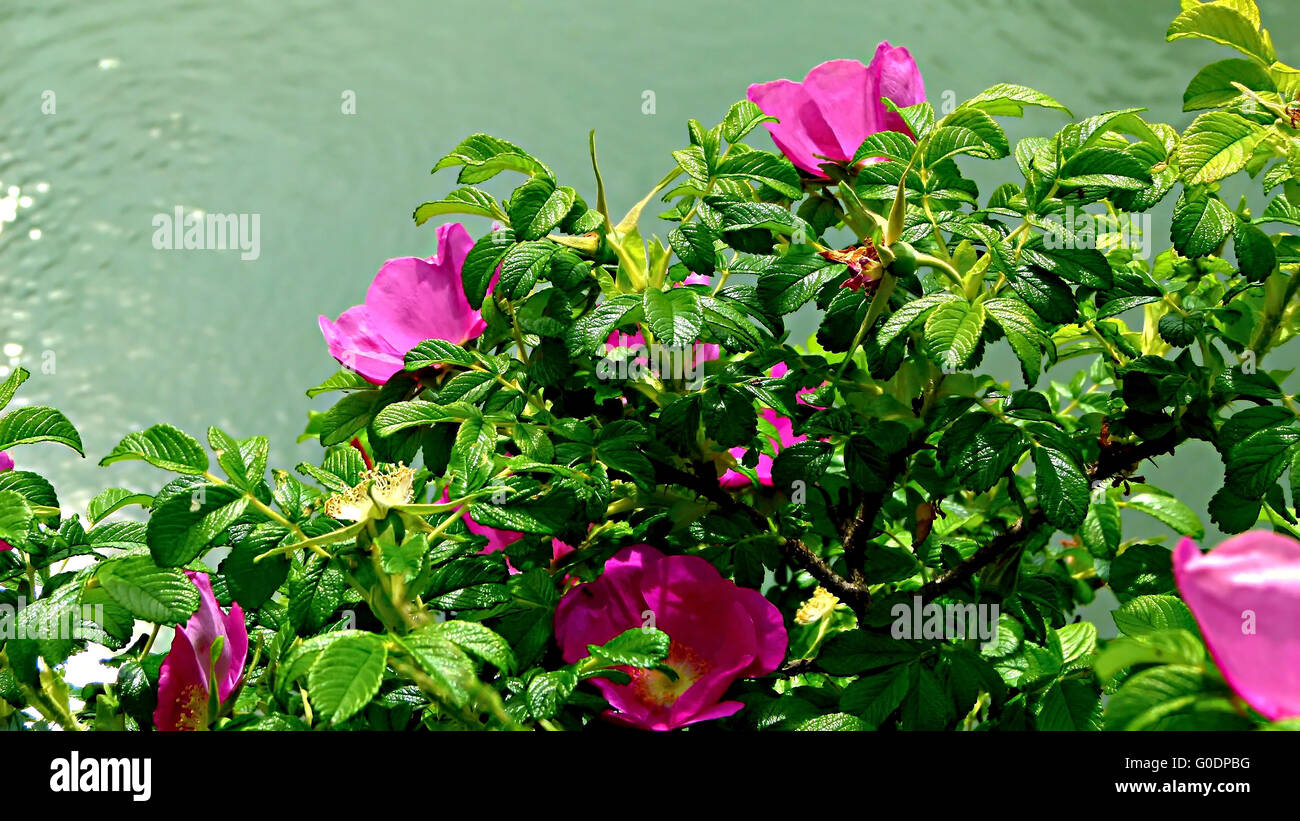 Beautiful flowering shrub rose hips against the backdrop of the river ...