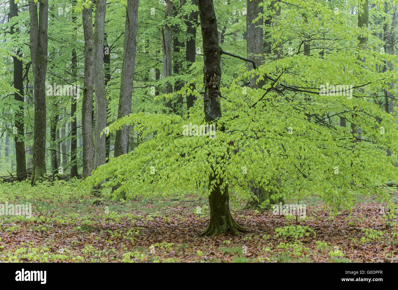 Beech- oak mixed forest in springtime Stock Photo - Alamy