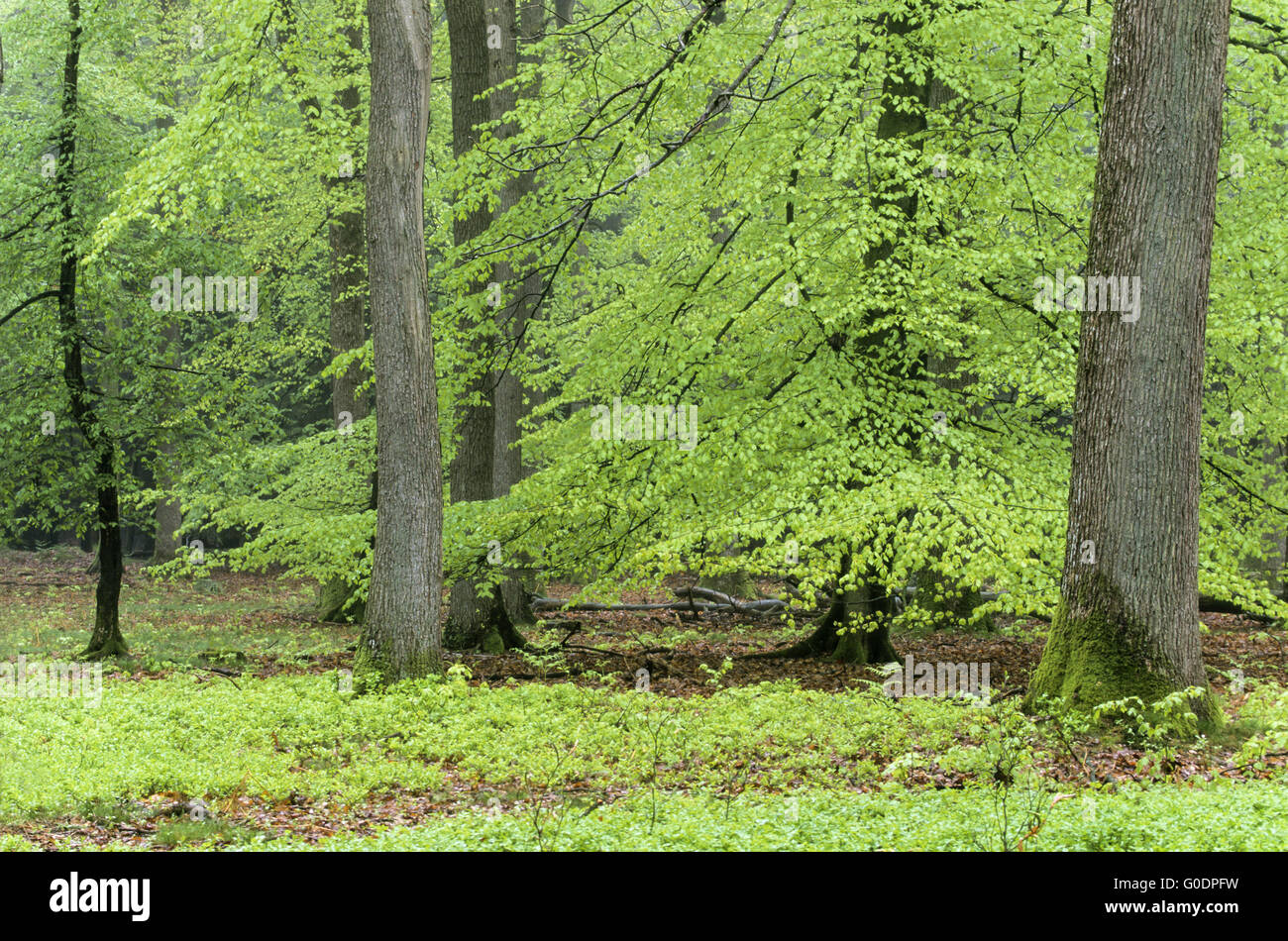 Oak beech forest hi-res stock photography and images - Alamy
