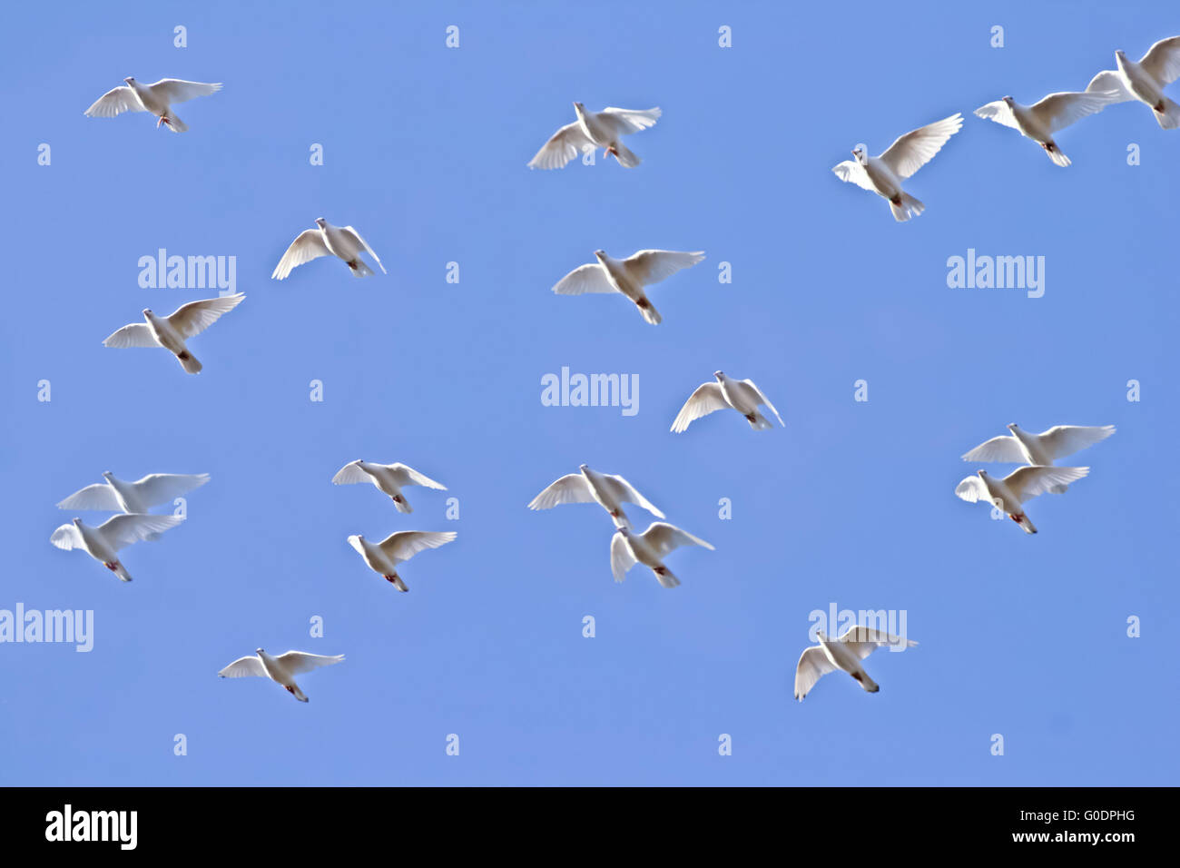 White Pigeons Flying Stock Photo - Alamy