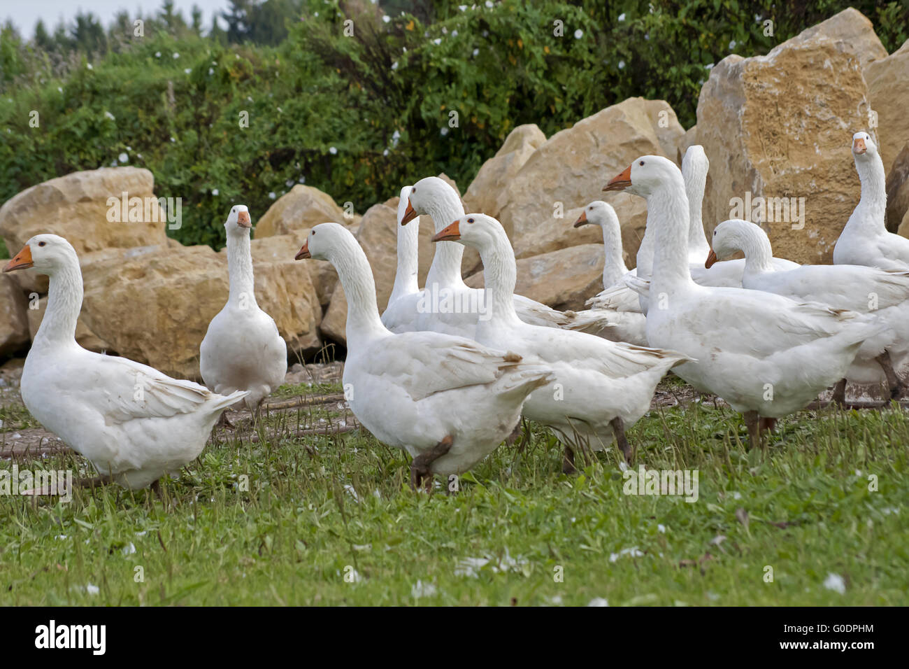 Human Goose High Resolution Stock Photography and Images - Alamy