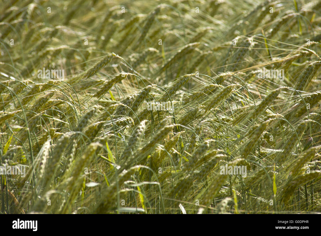 Cereal plans hi-res stock photography and images - Alamy