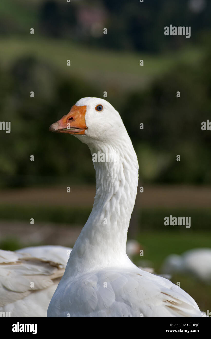 Happy farm animals hi-res stock photography and images - Alamy