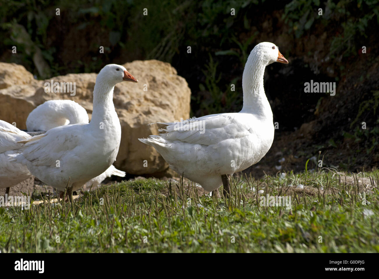 Goose running free outside Stock Photo - Alamy