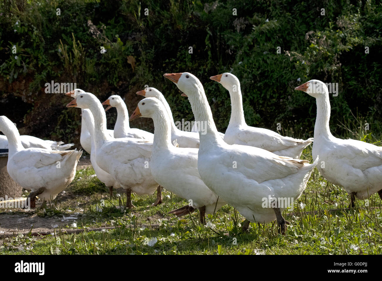 Happy goose hi-res stock photography and images - Alamy