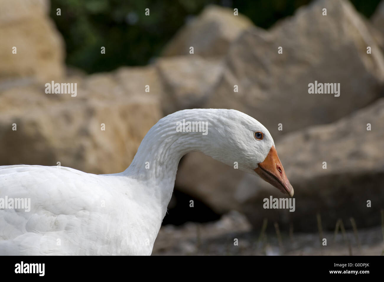 Happy goose hi-res stock photography and images - Alamy