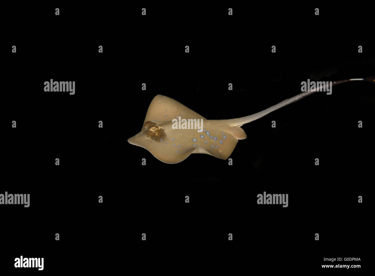 Relaxed fish hi-res stock photography and images - Alamy