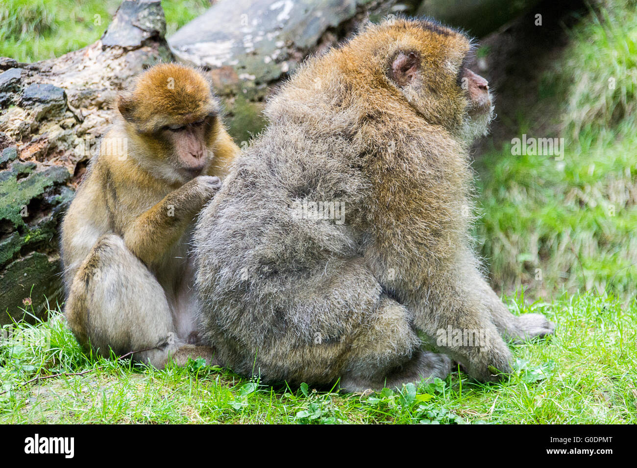 Coat monkeys hi-res stock photography and images - Alamy