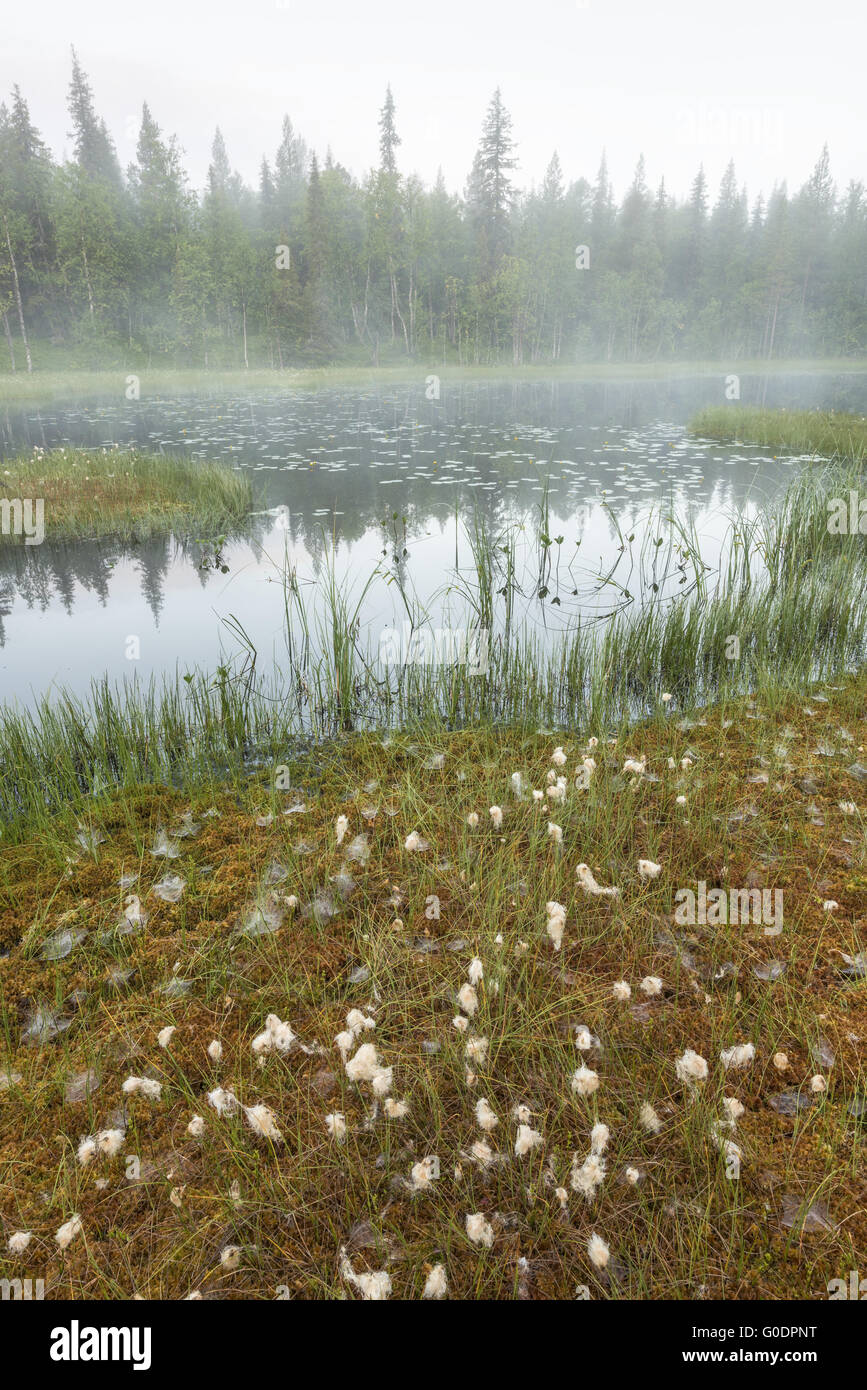 foggy mood in a swamp, Lapland, Sweden Stock Photo - Alamy