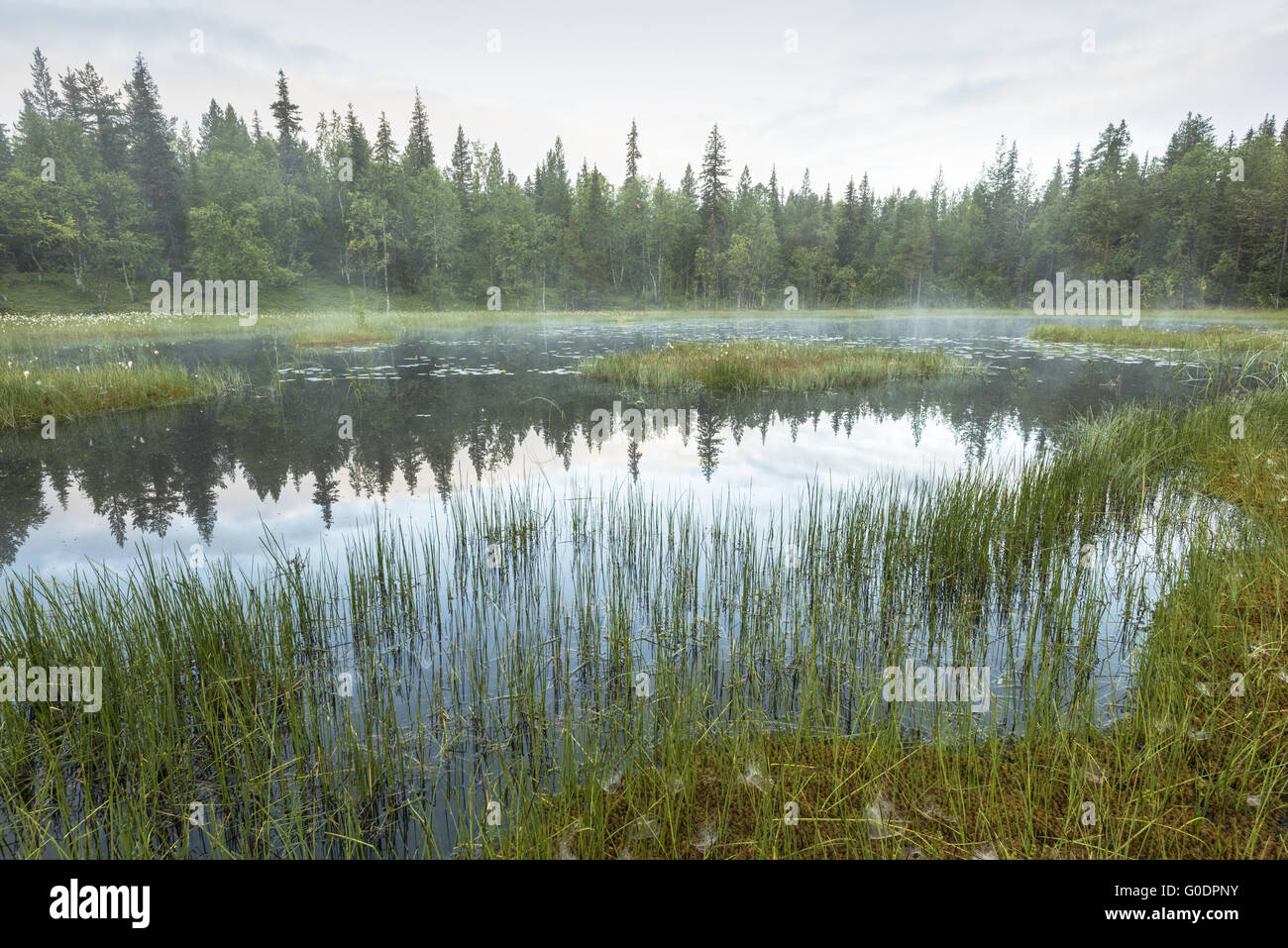 foggy mood in a swamp, Lapland, Sweden Stock Photo - Alamy