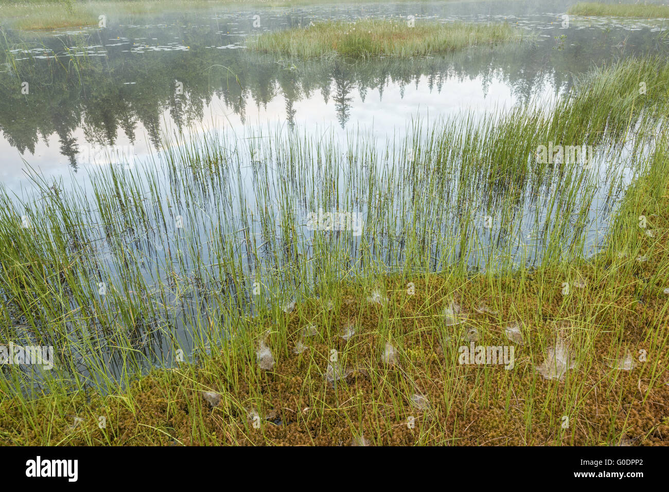 foggy mood in a swamp, Lapland, Sweden Stock Photo - Alamy