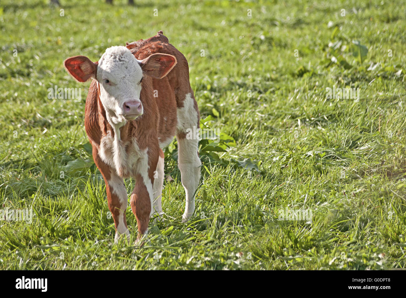 Cow outside shop hi-res stock photography and images - Alamy