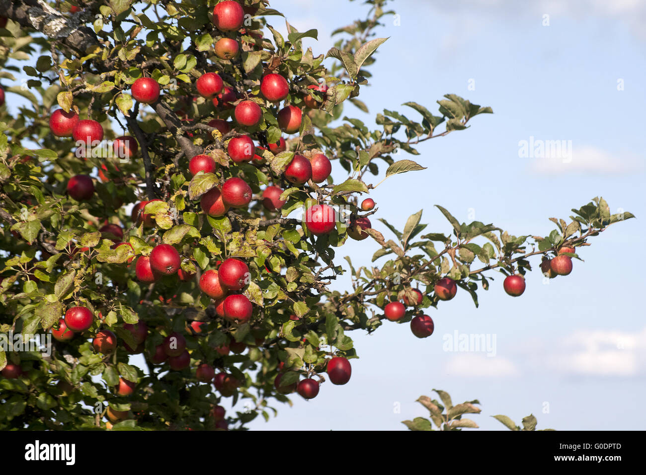 Mellow fruits hi-res stock photography and images - Alamy
