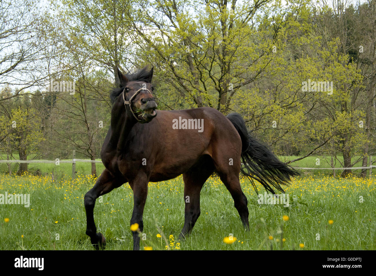 Horses galloping on the meado Stock Photo - Alamy