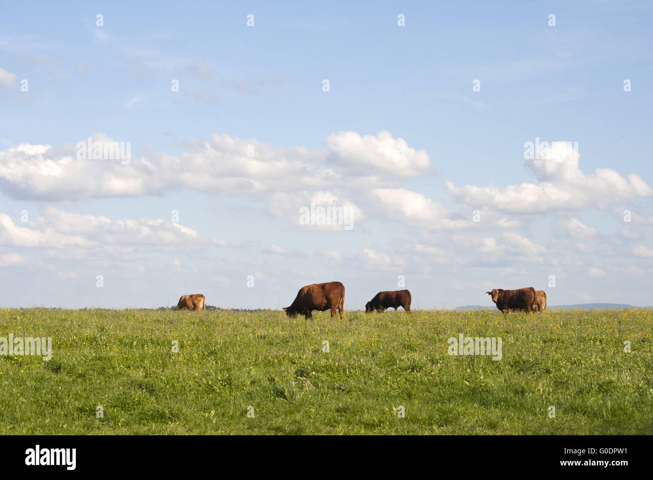 cows outside grazing on pasture Stock Photo - Alamy