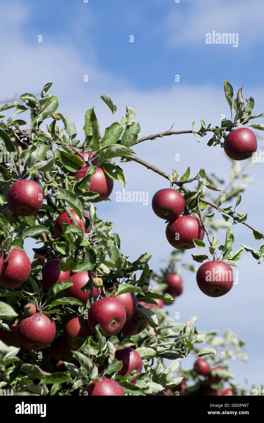 Mellow sky hi-res stock photography and images - Alamy